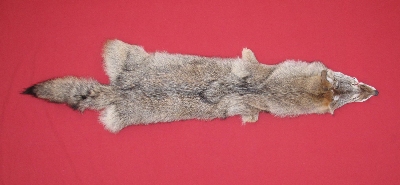 Tanned Coyote Hides, Pelts, Skins for sale by www.hideandfur.com