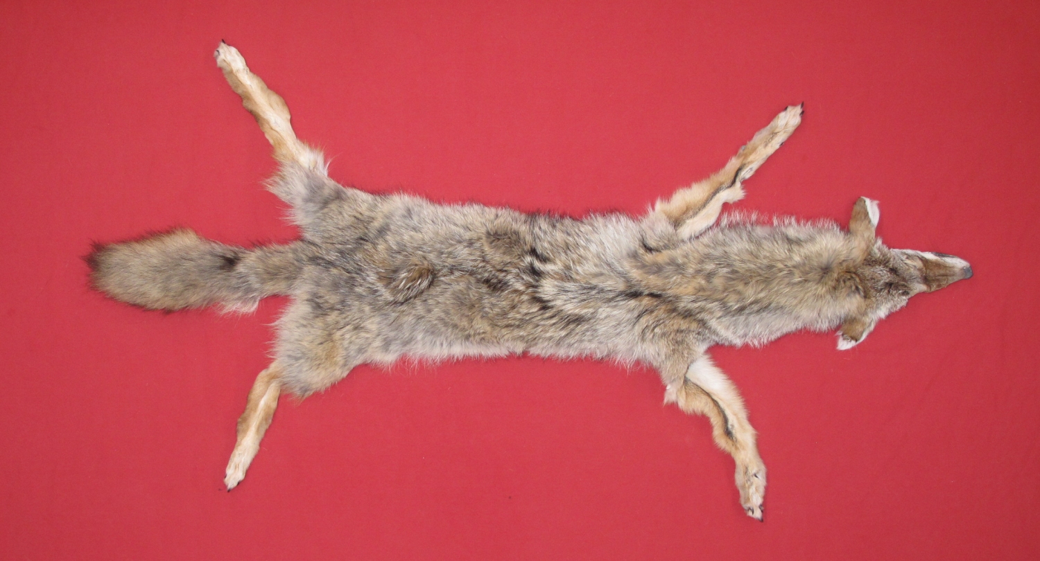 Tanned Furs : COYOTE (6350-3423) : hideandfur.com