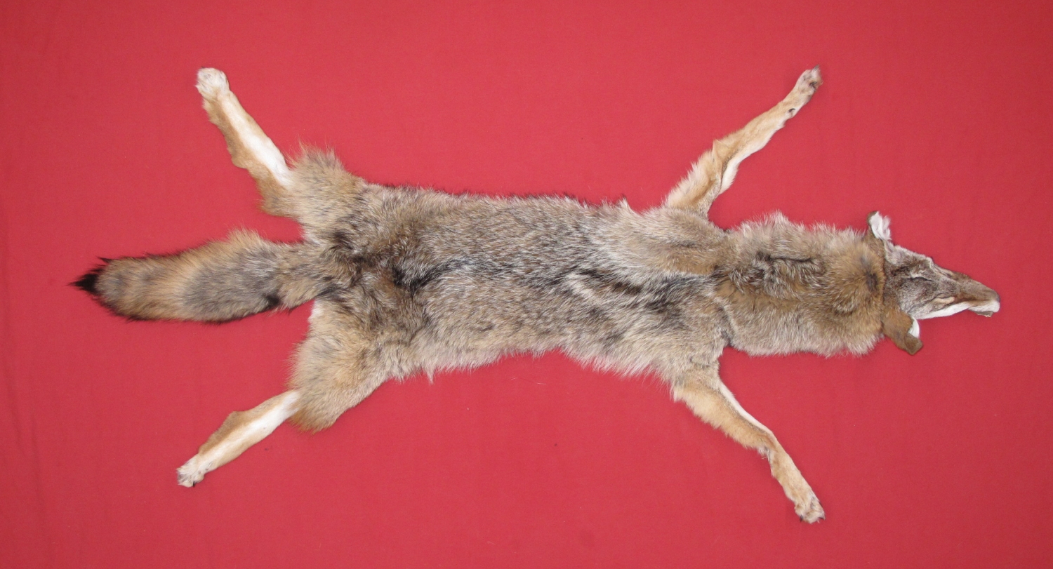 Tanned Furs : COYOTE (6350-3430) : hideandfur.com