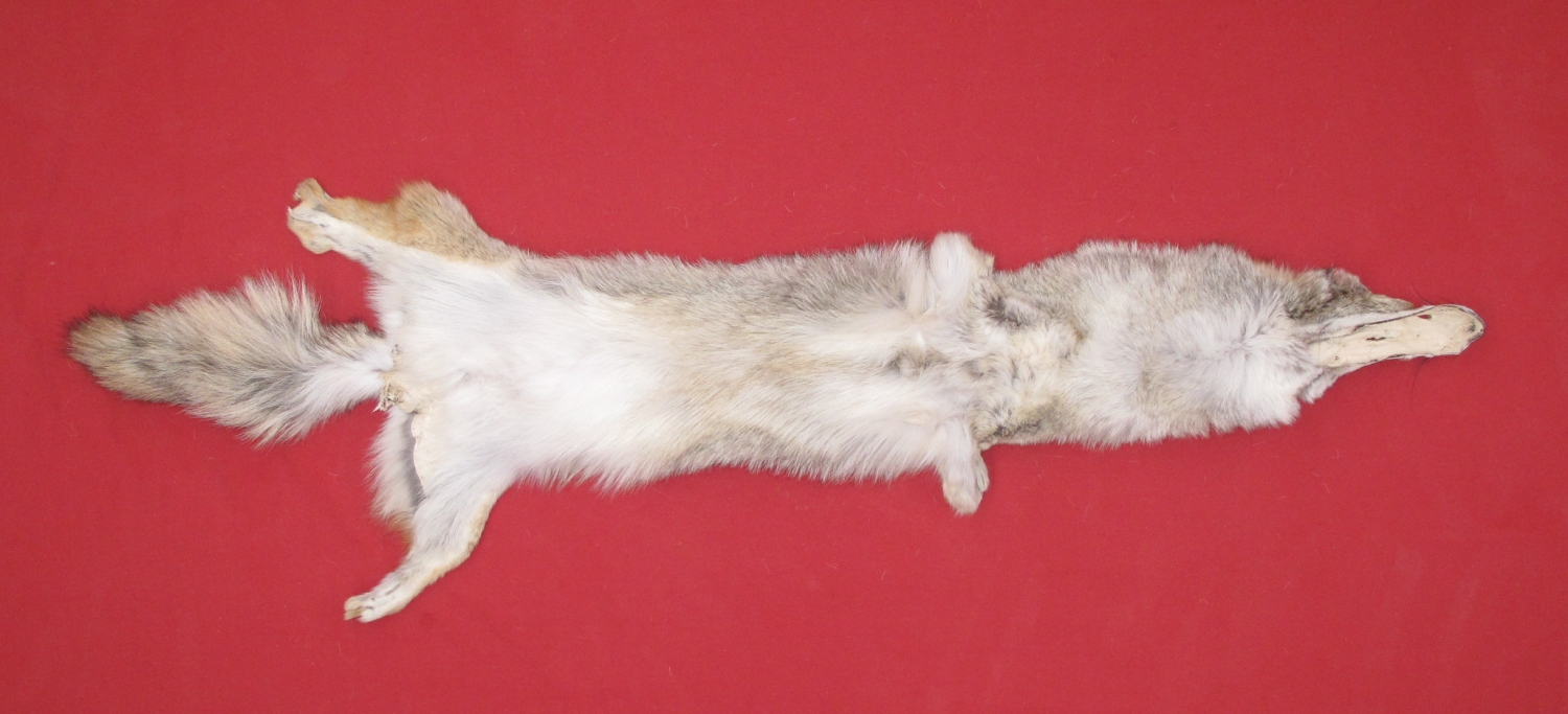 Tanned Furs : COYOTE (6350-3449) : hideandfur.com