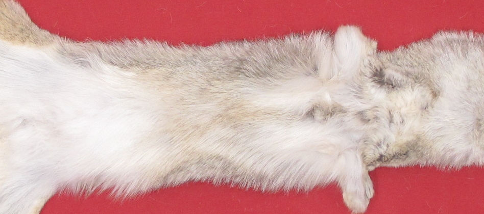 Tanned Furs : COYOTE (6350-3449) : hideandfur.com