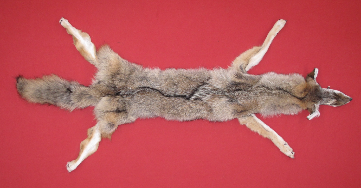 Tanned Furs : COYOTE (6350-3487) : hideandfur.com