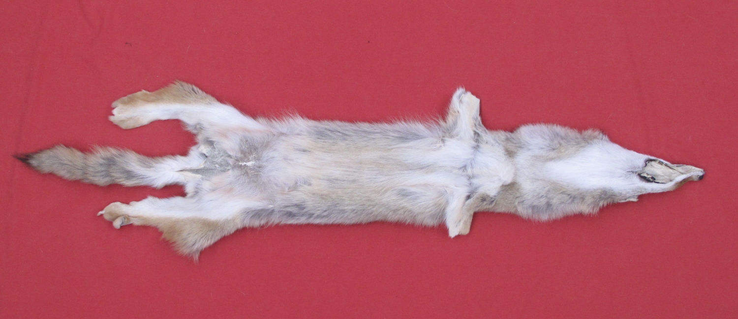 Tanned Furs : COYOTE (6350-3552) : hideandfur.com