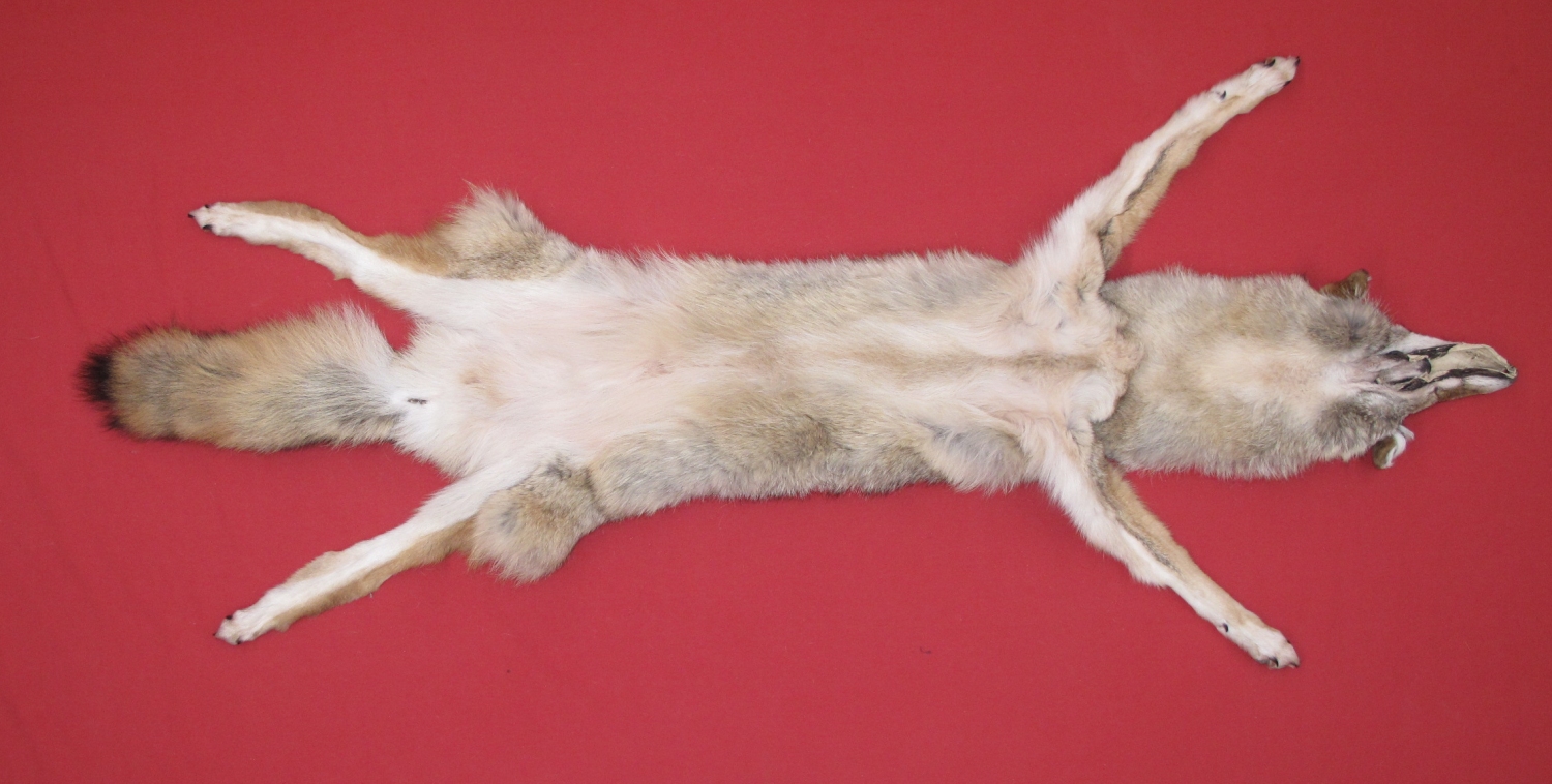 Tanned Furs : COYOTE (6350-3594) : hideandfur.com