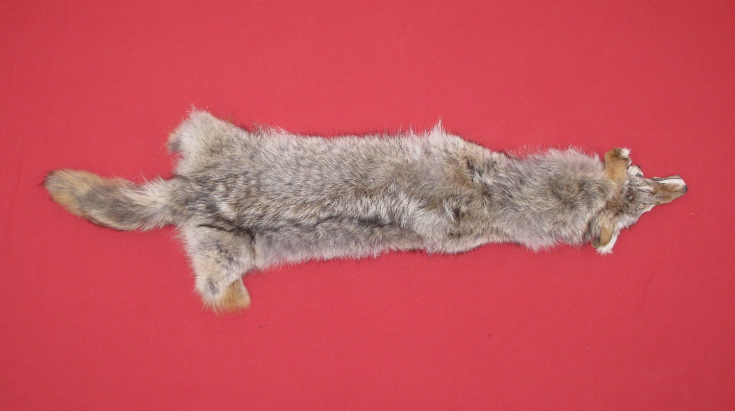 Tanned Furs : COYOTE (6350-3634) : hideandfur.com