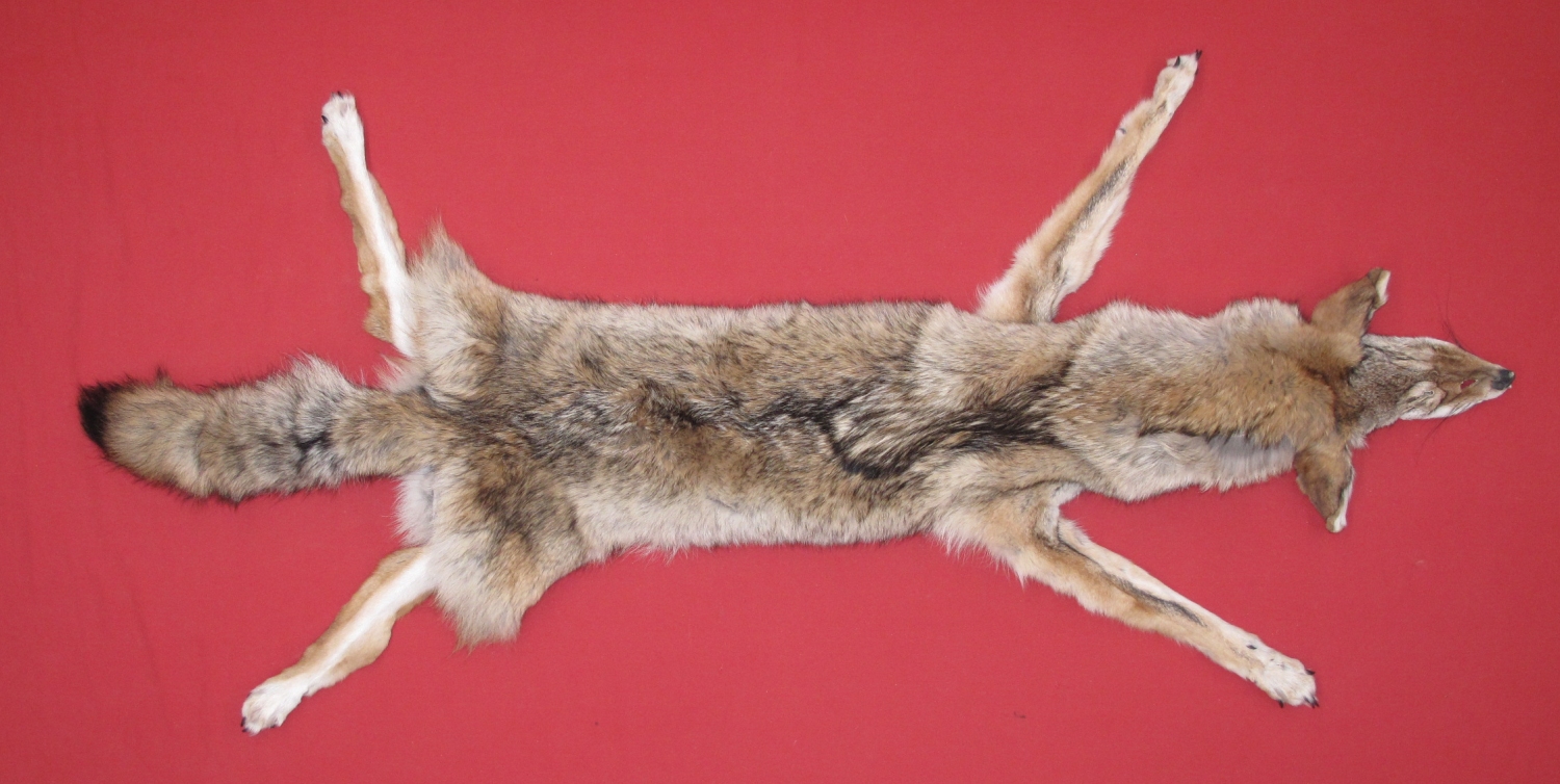 Tanned Furs : COYOTE (6350-3695) : hideandfur.com