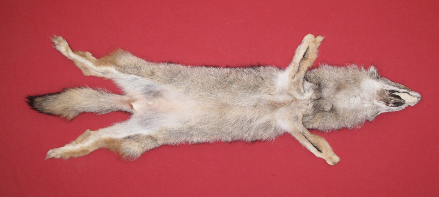 Tanned Furs : COYOTE (6350-3704) : hideandfur.com