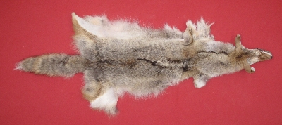 Tanned Coyote Hides, Pelts, Skins for sale by www.hideandfur.com