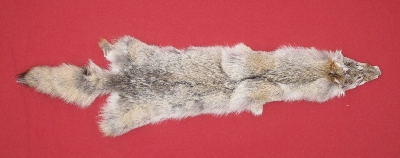 Tanned Coyote Hides, Pelts, Skins for sale by www.hideandfur.com