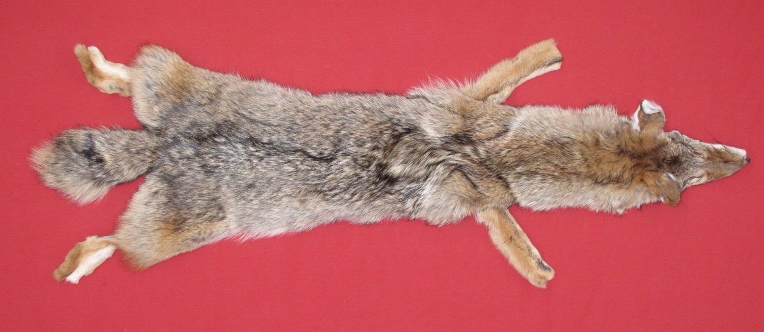 Tanned Furs : COYOTE (6350-3870) : hideandfur.com