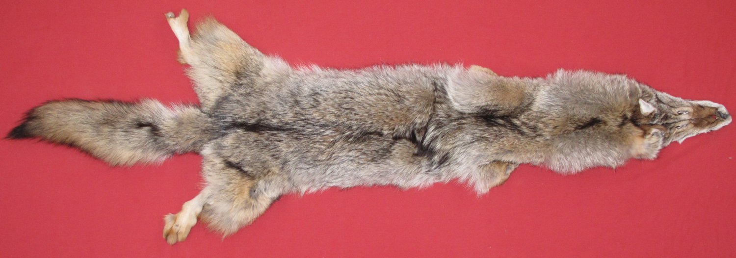 Tanned Furs : COYOTE (6350-3960) : hideandfur.com
