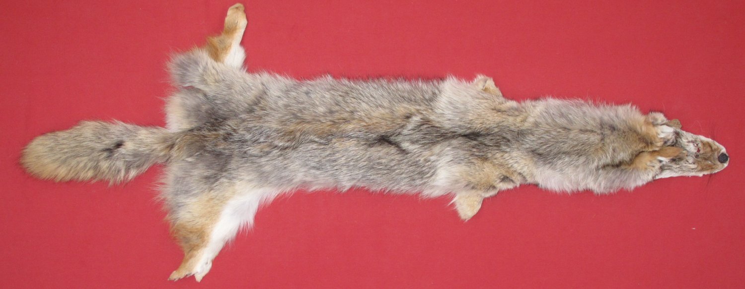 Tanned Furs : COYOTE (6350-3971) : hideandfur.com