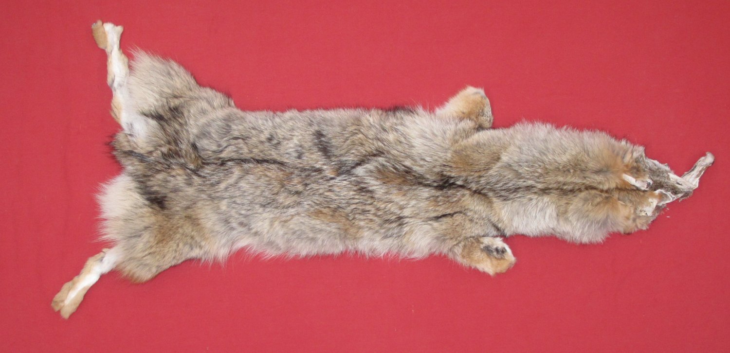 Tanned Furs : COYOTE (6350-3973) : hideandfur.com