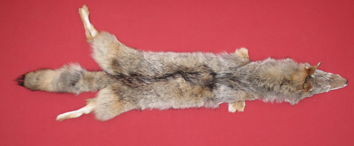 Tanned Furs : COYOTE (6350-3974) : hideandfur.com