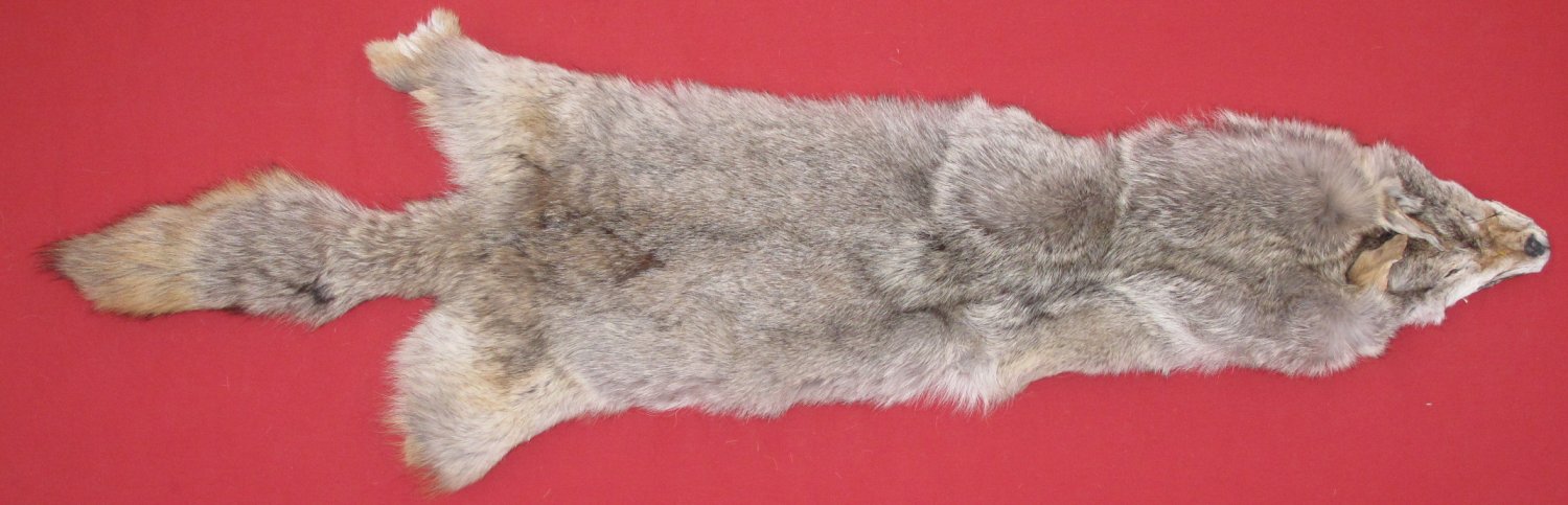 Tanned Furs : COYOTE (6350-3978) : hideandfur.com