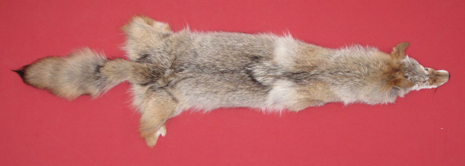 Tanned Furs : COYOTE (6350-3991) : hideandfur.com