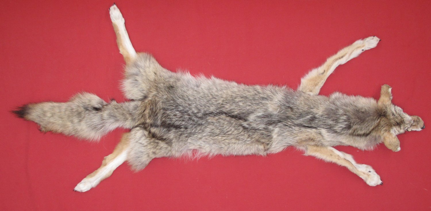 Tanned Furs : COYOTE (6350-3997) : hideandfur.com