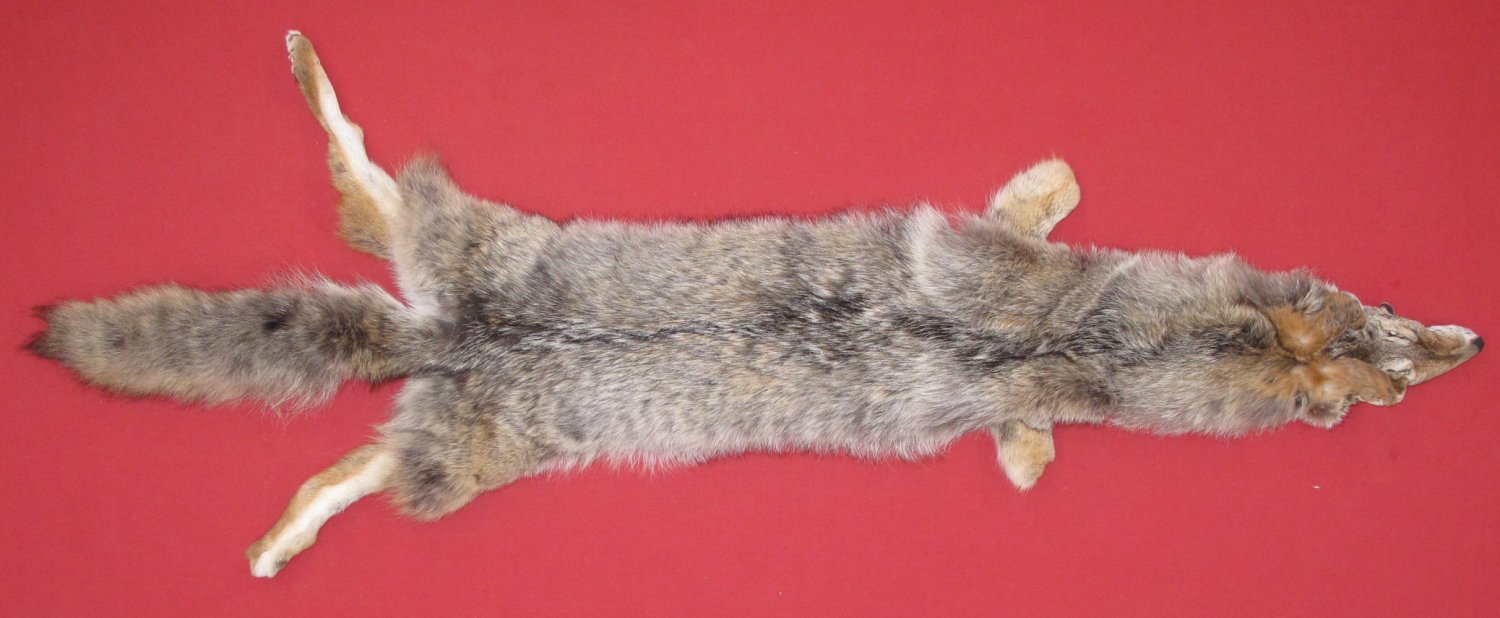 Tanned Furs : COYOTE (6350-4016) : hideandfur.com