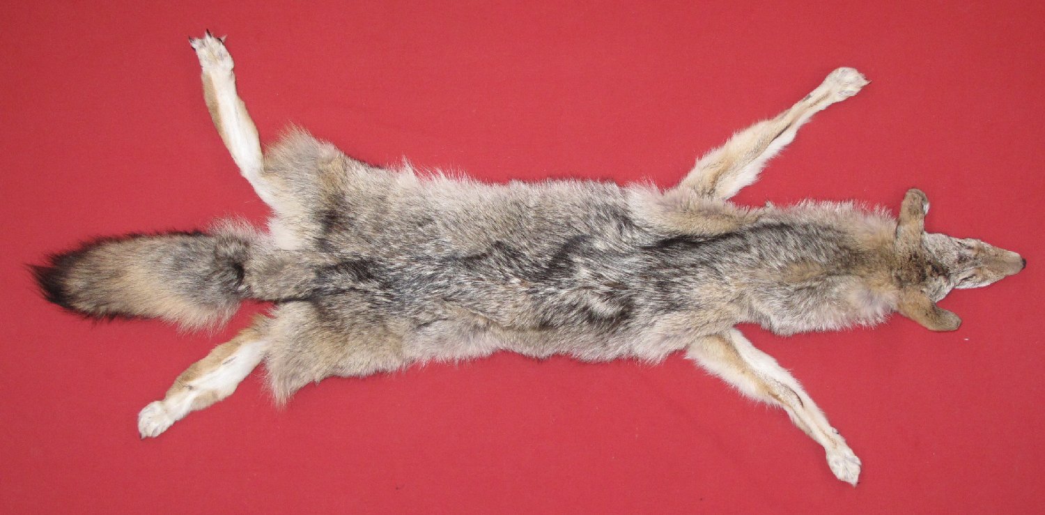 Tanned Furs : COYOTE (6350-4022) : hideandfur.com