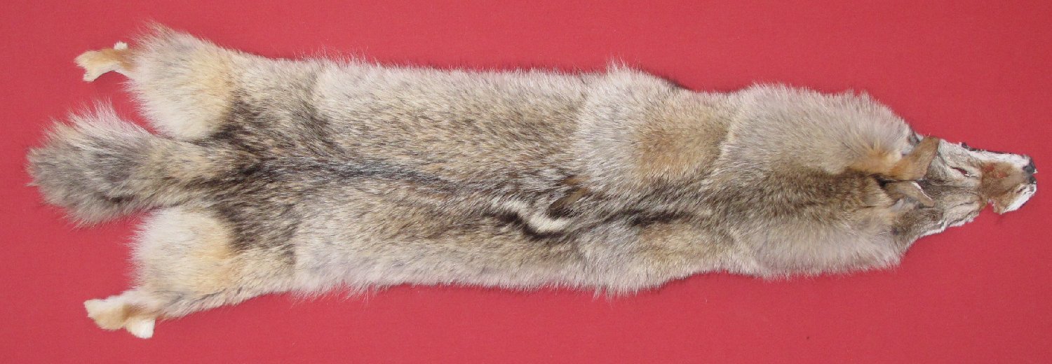 Tanned Furs : COYOTE (6350-4082) : hideandfur.com