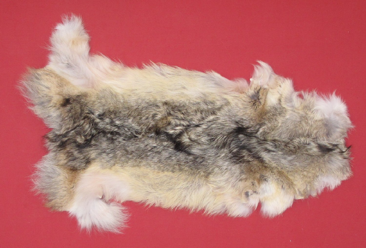 Tanned Furs : COYOTE (6350-4103) : hideandfur.com