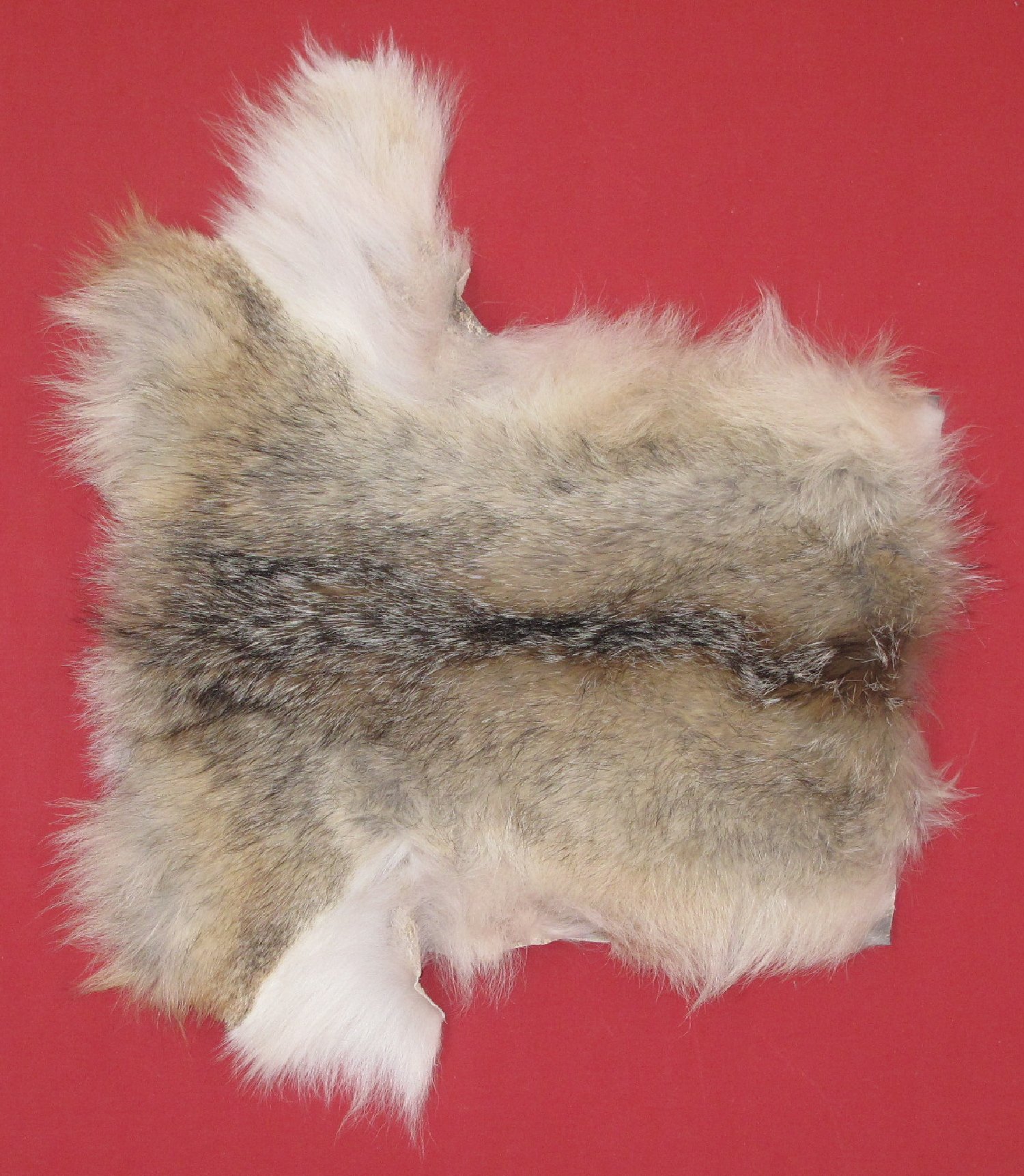 Tanned Furs : COYOTE (6350-4129) : hideandfur.com