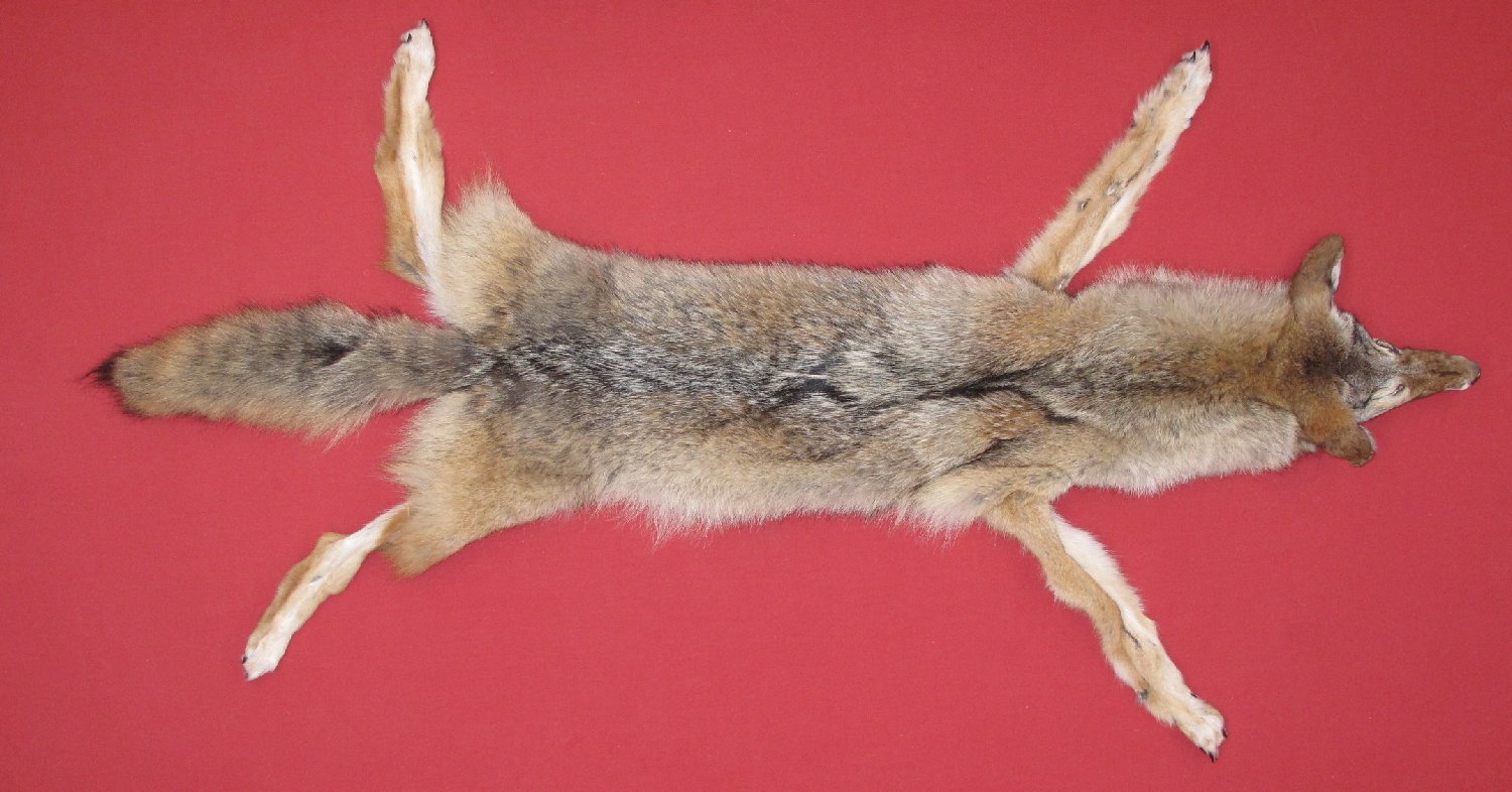 Tanned Furs : COYOTE (6350-4138) : hideandfur.com