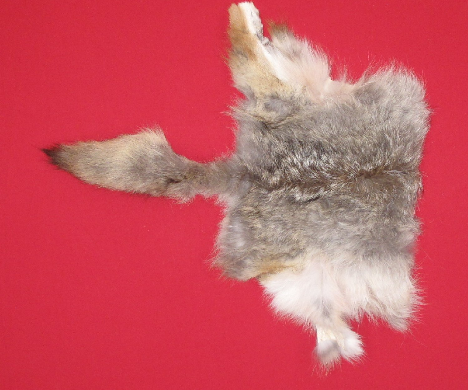 Tanned Furs : COYOTE (6350-4162) : hideandfur.com