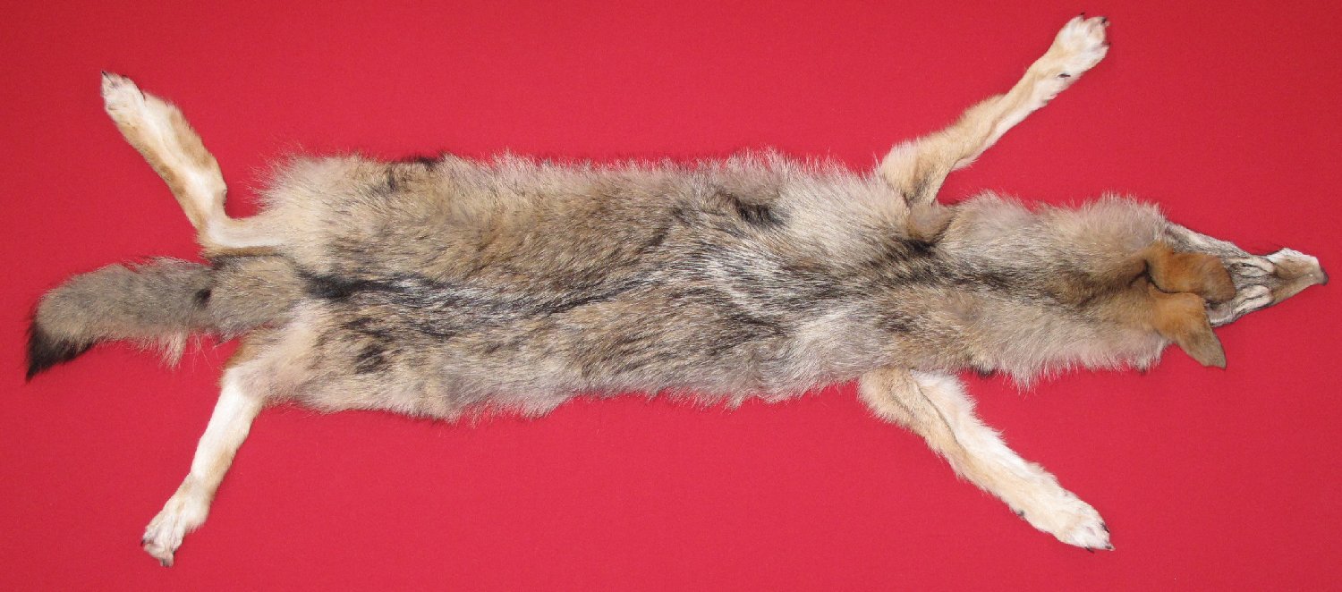 Tanned Furs : COYOTE (6350-4195) : hideandfur.com