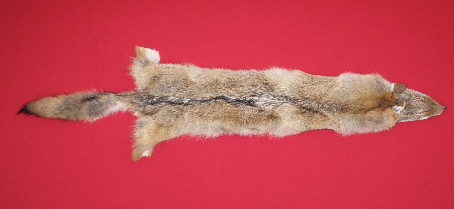 Tanned Furs : COYOTE (6350-4222) : hideandfur.com