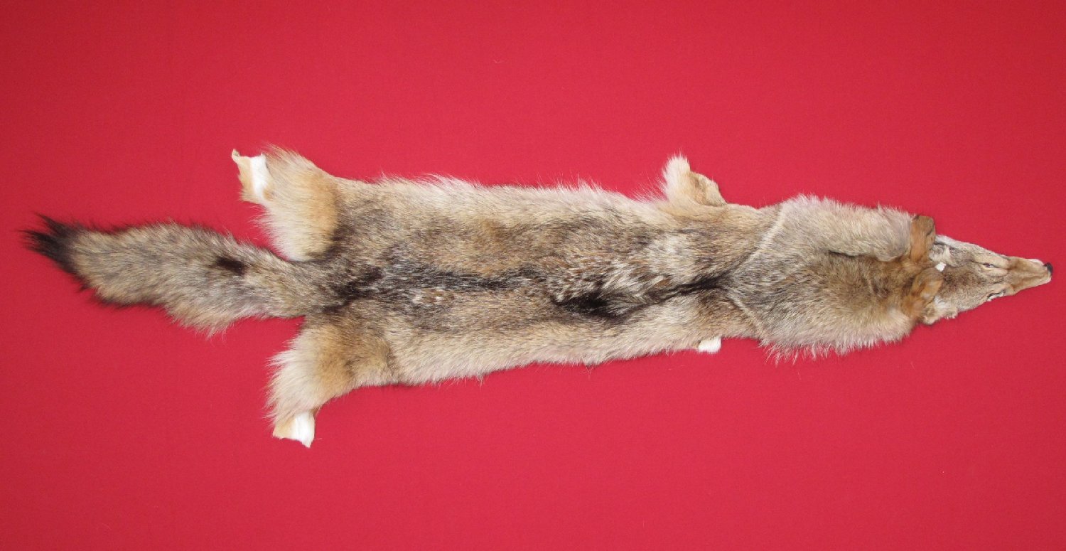 Tanned Furs : COYOTE (6350-4223) : hideandfur.com