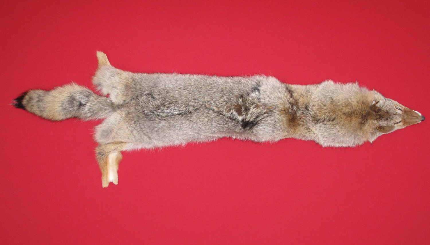 Tanned Furs : COYOTE (6350-4225) : hideandfur.com