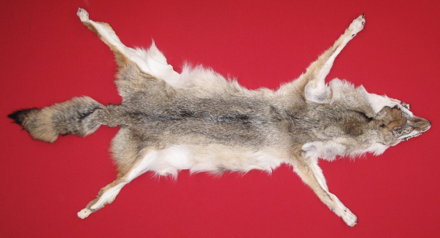 Tanned Furs : COYOTE (6350-4232) : hideandfur.com