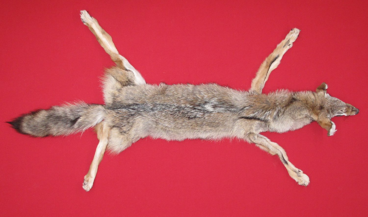 Tanned Furs : COYOTE (6350-4238) : hideandfur.com