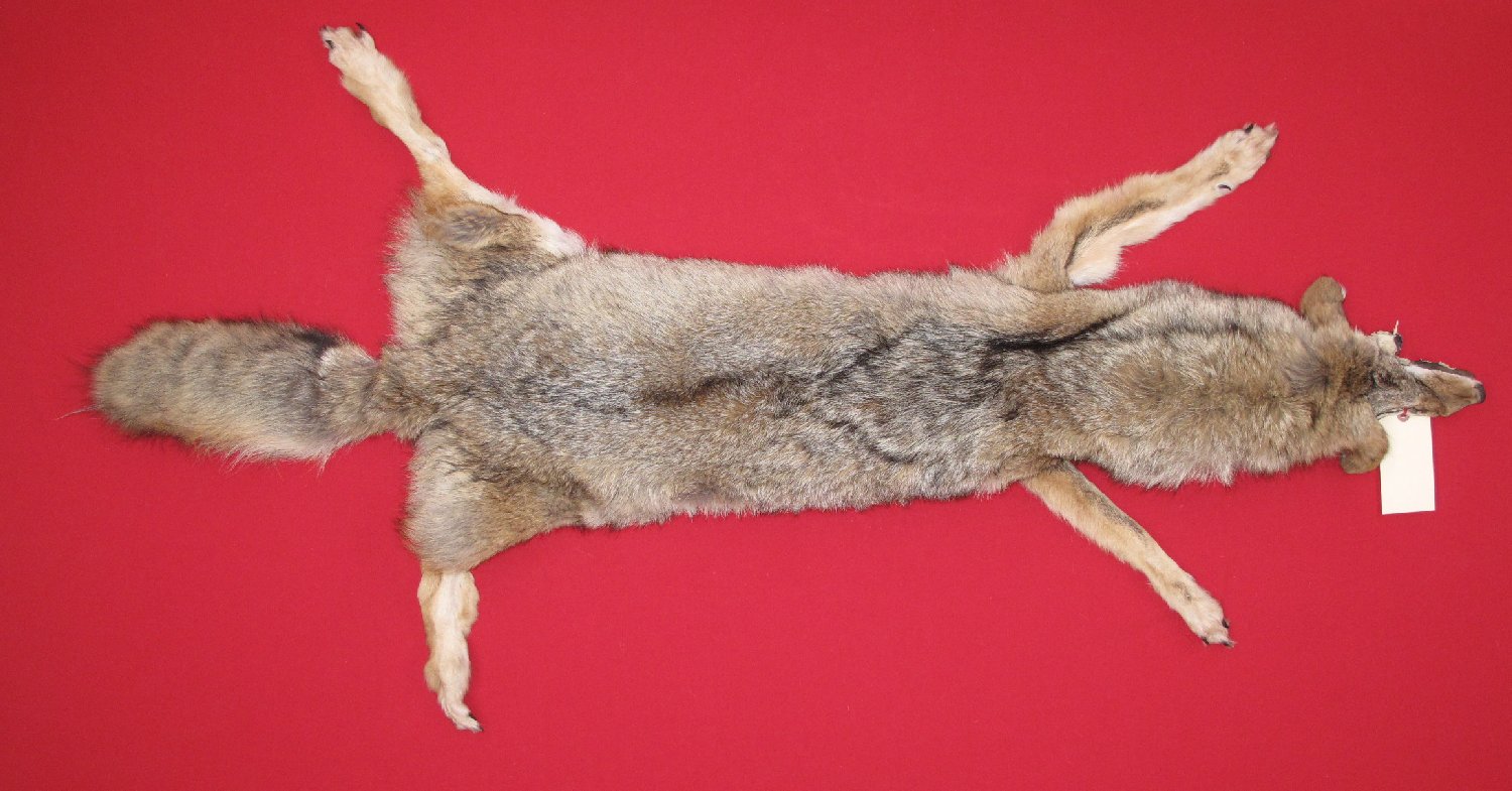 Tanned Furs : COYOTE (6350-4301) : hideandfur.com