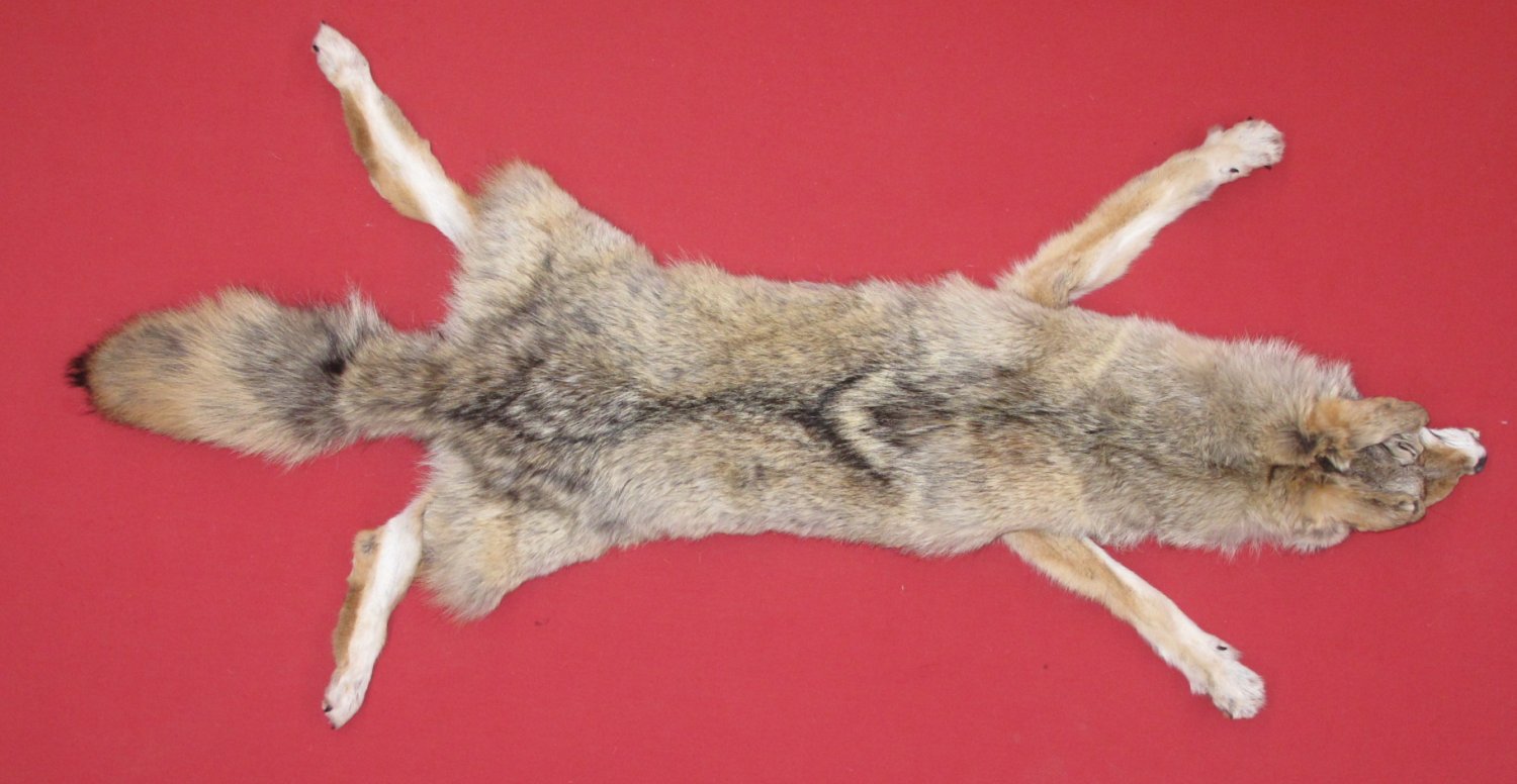 Tanned Furs : COYOTE - TAXIDERMY QUALITY (6352-1083) : hideandfur.com