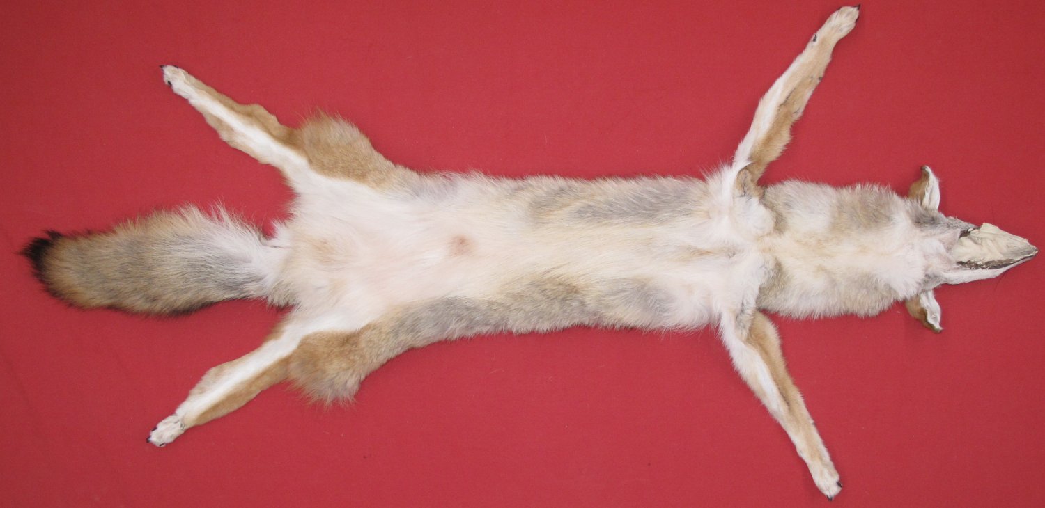 Tanned Furs : COYOTE - TAXIDERMY QUALITY (6352-1103) : hideandfur.com