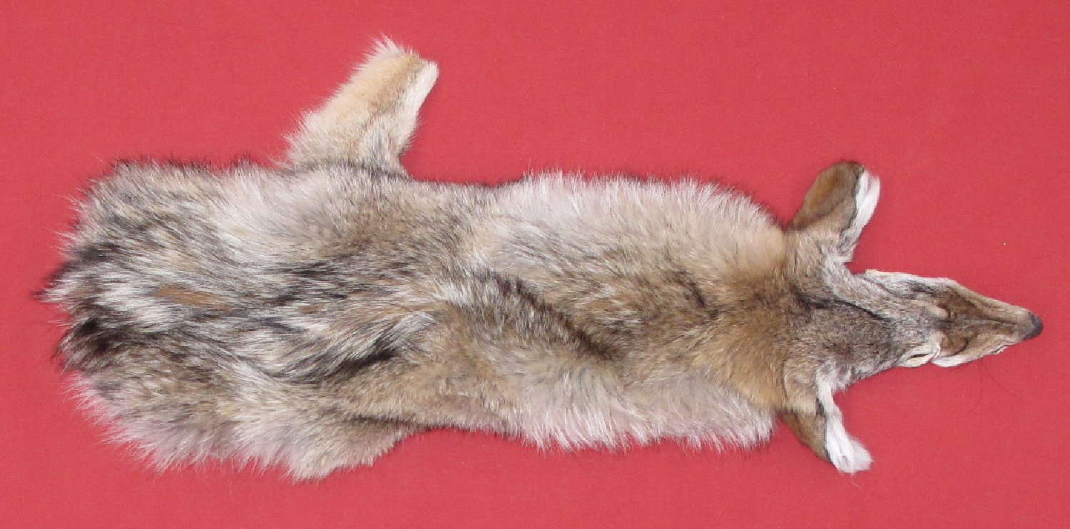 Tanned Furs : COYOTE - TAXIDERMY QUALITY (6352-1114) : hideandfur.com