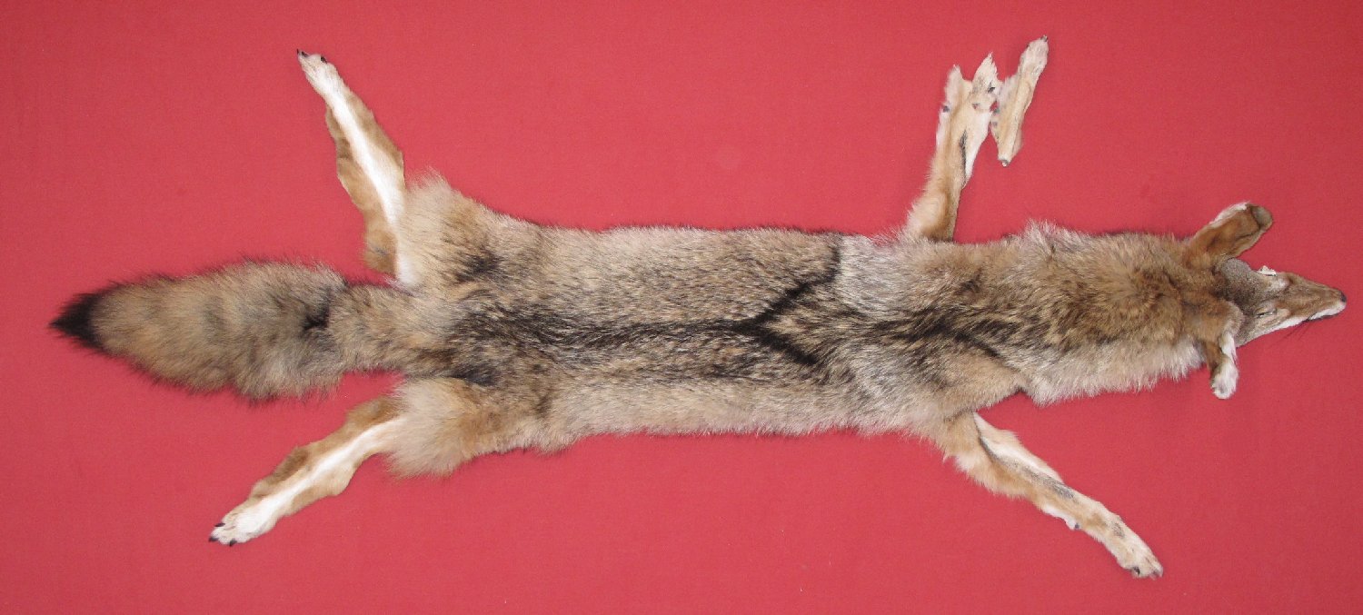 Tanned Furs : COYOTE - TAXIDERMY QUALITY (6352-1115) : hideandfur.com