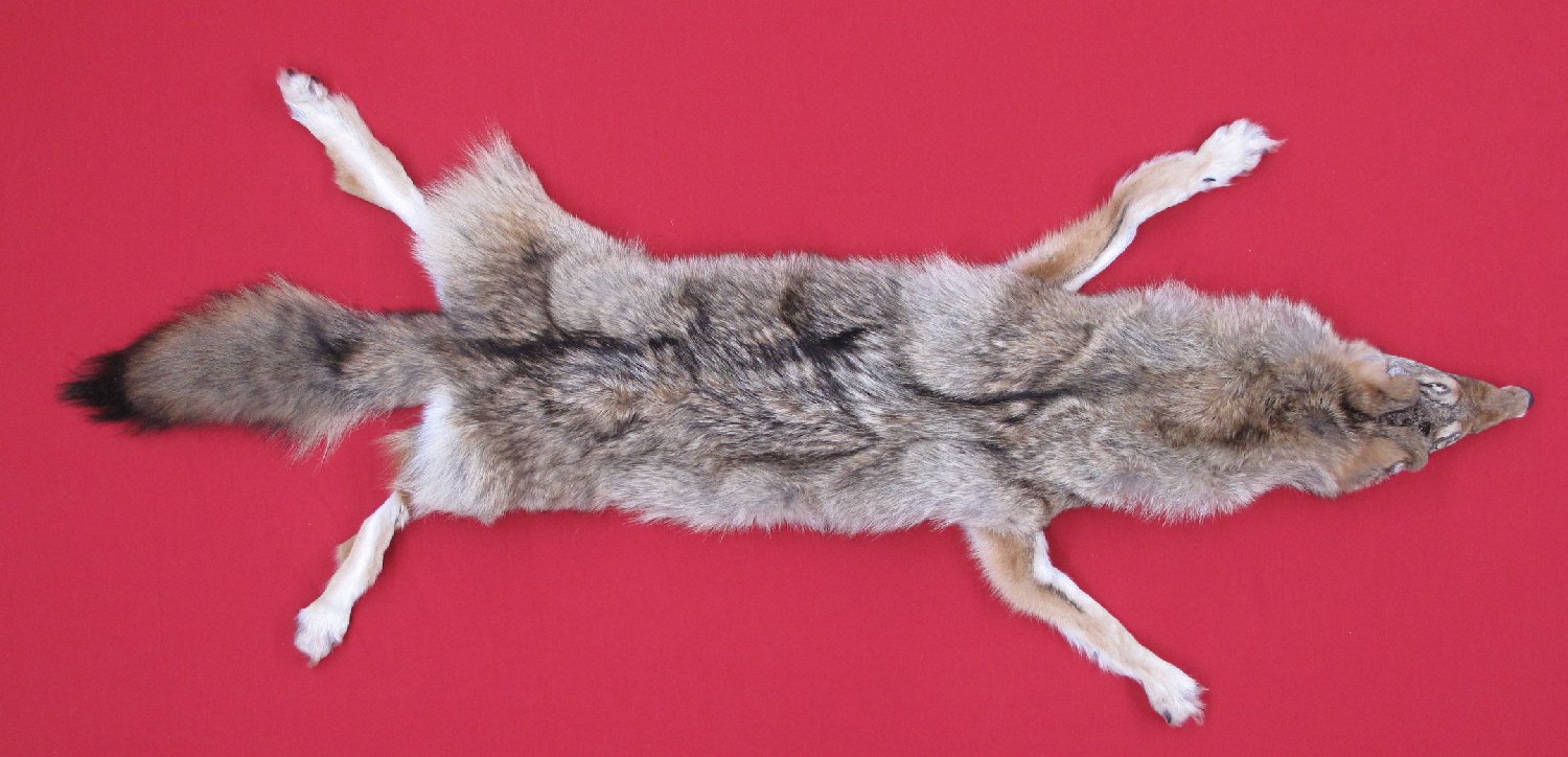 Tanned Furs : COYOTE - TAXIDERMY QUALITY (6352-1154) : hideandfur.com