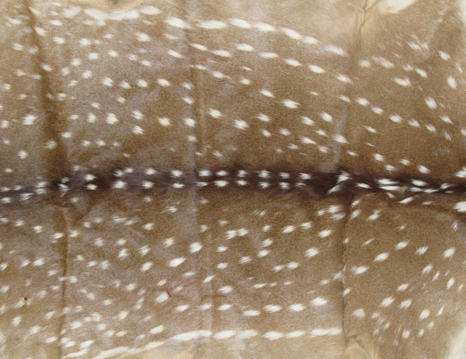 Tanned Furs : AXIS DEER - HIDES (6362-0003) : hideandfur.com