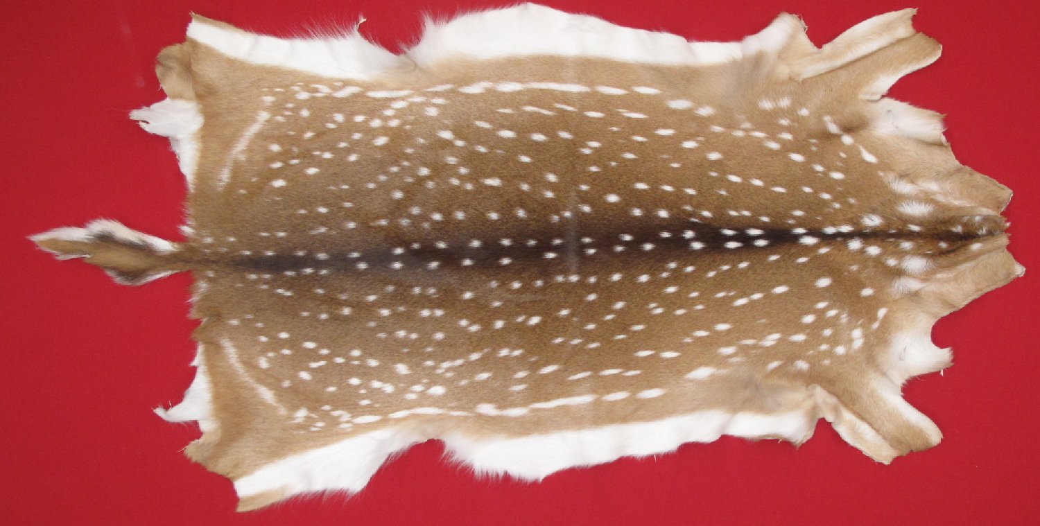 Tanned Furs : AXIS DEER - HIDES (6362-0033) : hideandfur.com