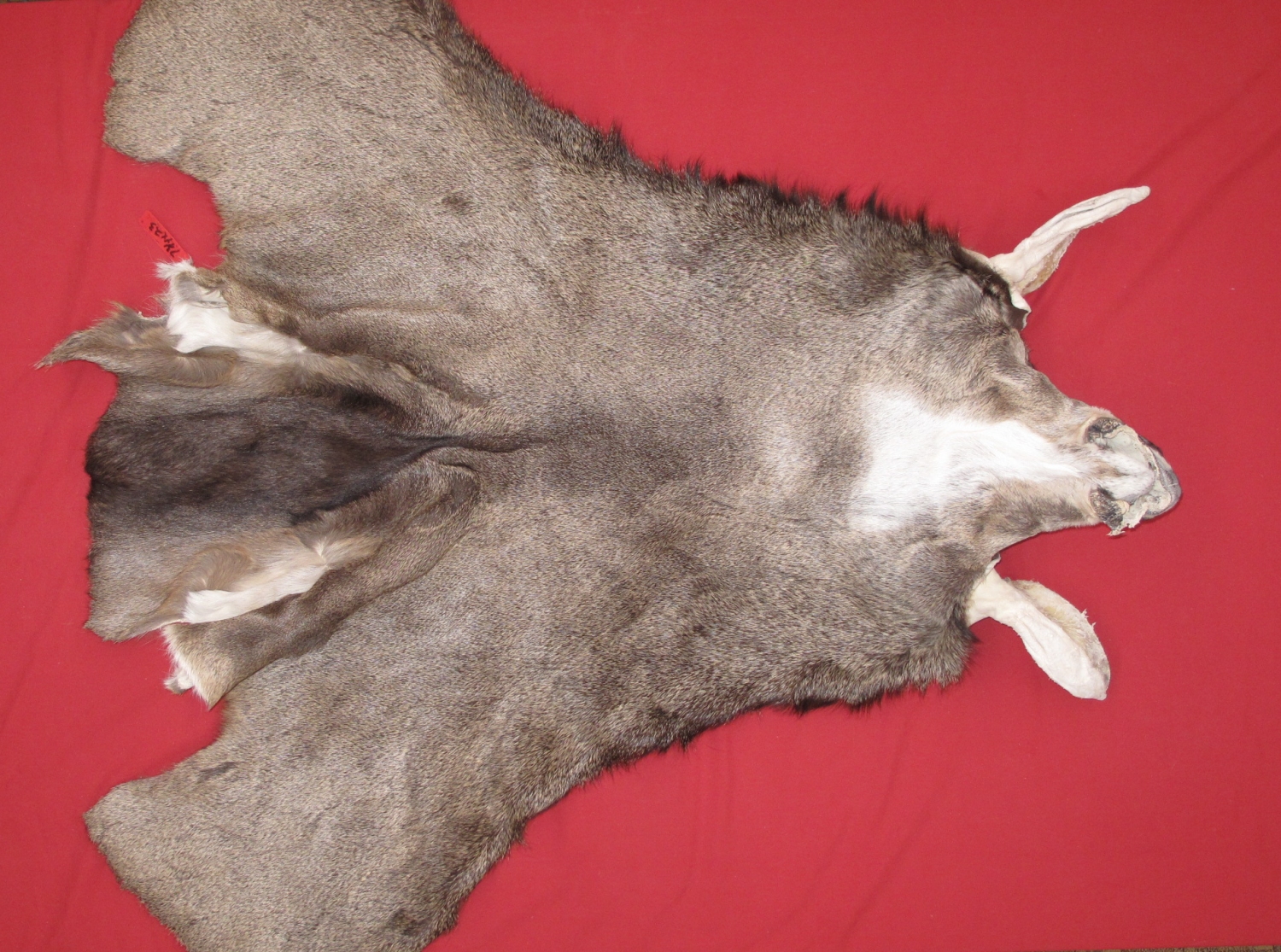 Tanned Taxidermy Mule Deer Capes for sale by www.hideandfur.com