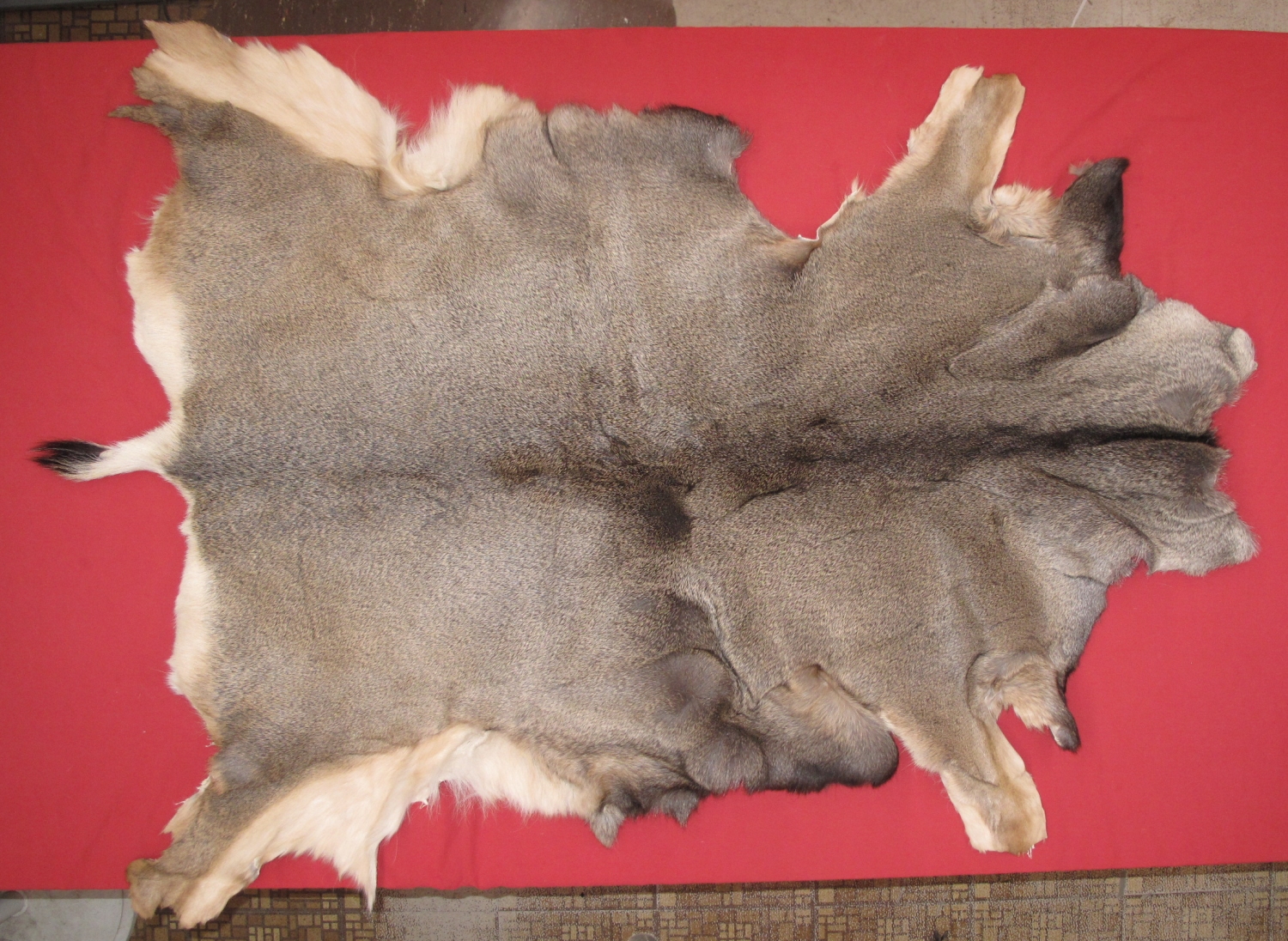 Tanned Furs : MULE DEER - HIDES (6382-9929) : hideandfur.com