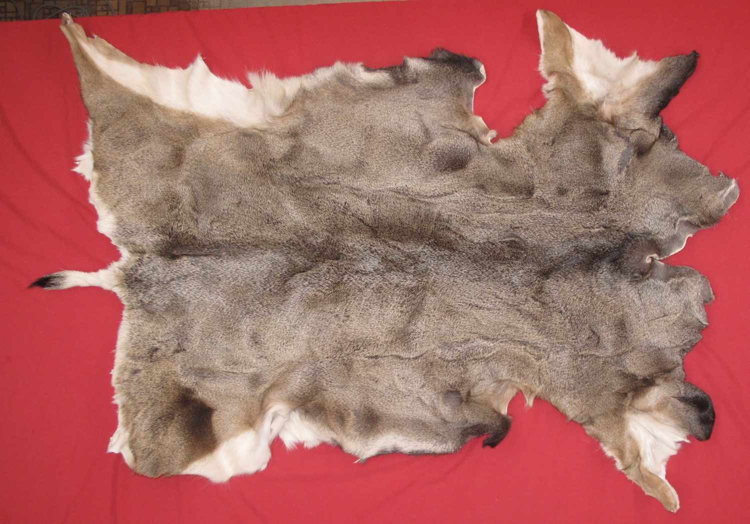 Tanned Furs : MULE DEER - HIDES (6382-9934) : hideandfur.com