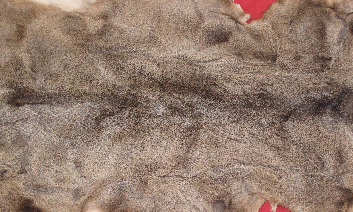 Tanned Furs : MULE DEER - HIDES (6382-9934) : hideandfur.com