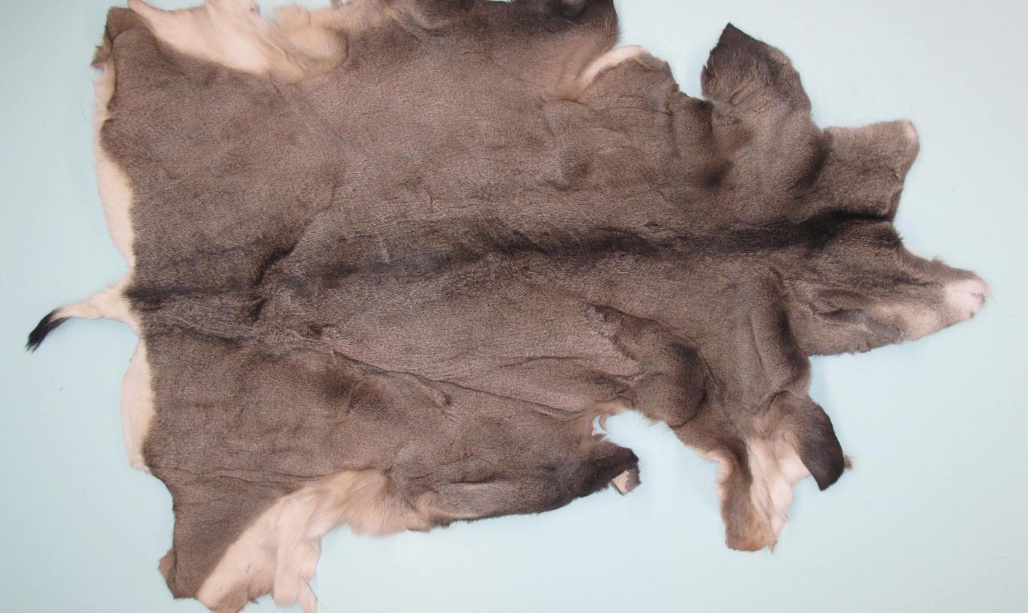 Tanned Furs : MULE DEER - HIDES (6382-9993) : hideandfur.com