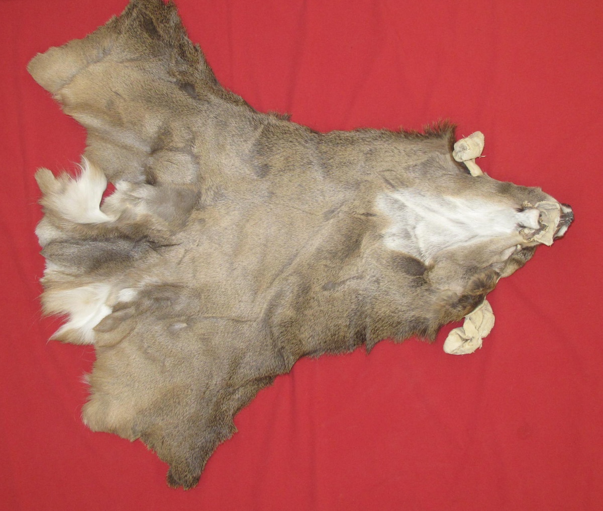 Tanned Furs : WHITE TAIL DEER - CAPES (6390-0127) : hideandfur.com