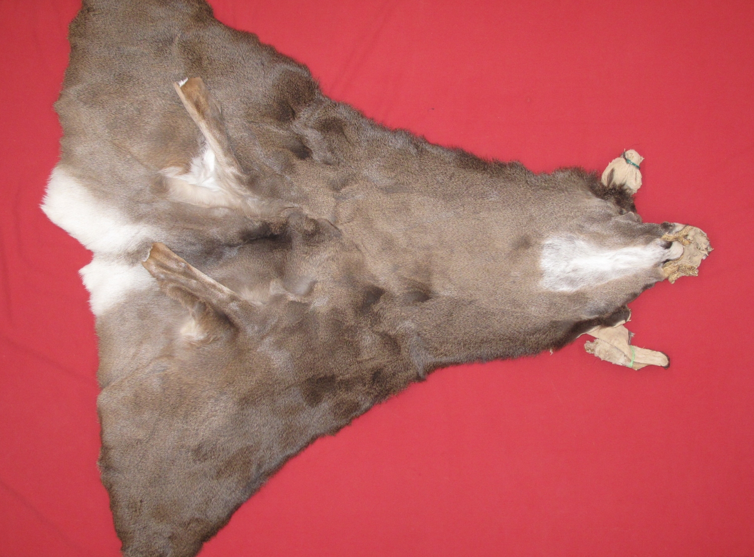 Tanned Furs : WHITE TAIL DEER - CAPES (6390-0137) : hideandfur.com