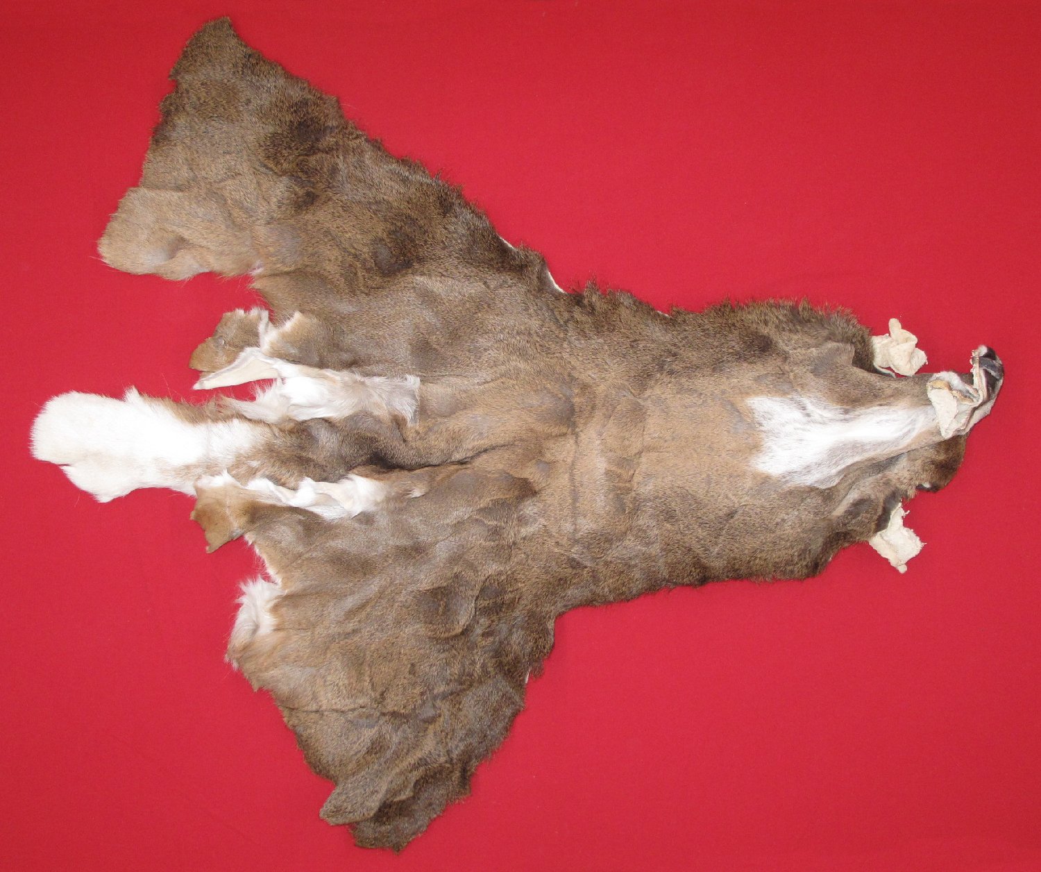 Tanned Furs : WHITE TAIL DEER - CAPES (6390-0159) : hideandfur.com